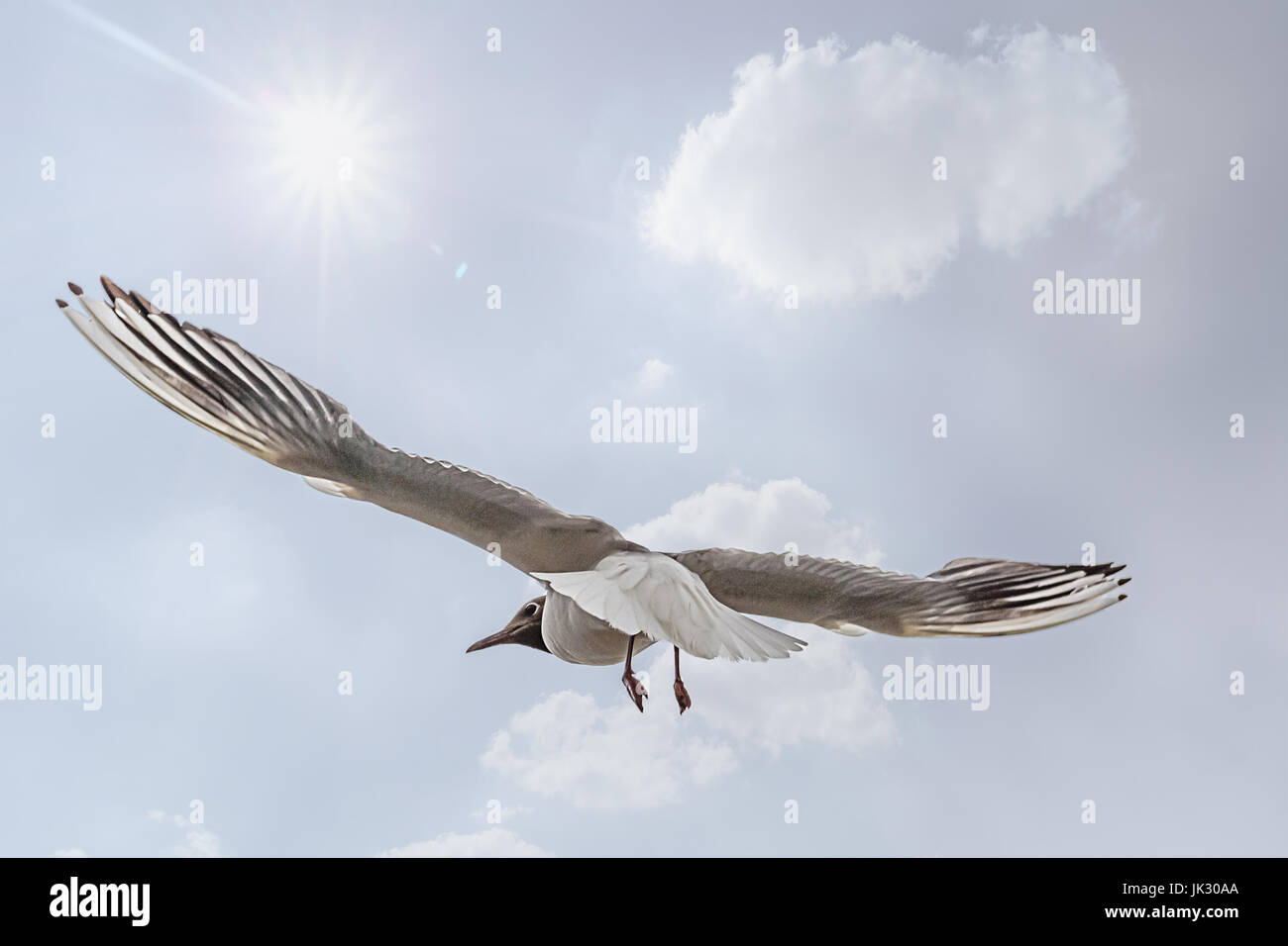 Gull in flight taken at Poole Park, Dorset UK Stock Photo - Alamy