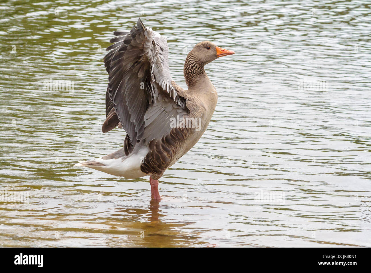 Greylag goose stretching his wings, taken at Poole Park, Dorset UK ...