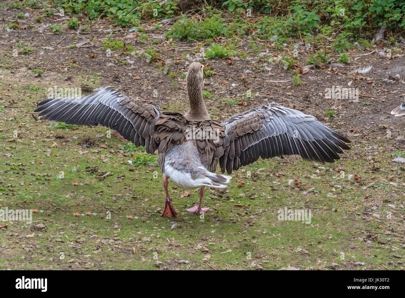 Greylag goose stretching his wings, taken at Poole Park, Dorset ,UK ...