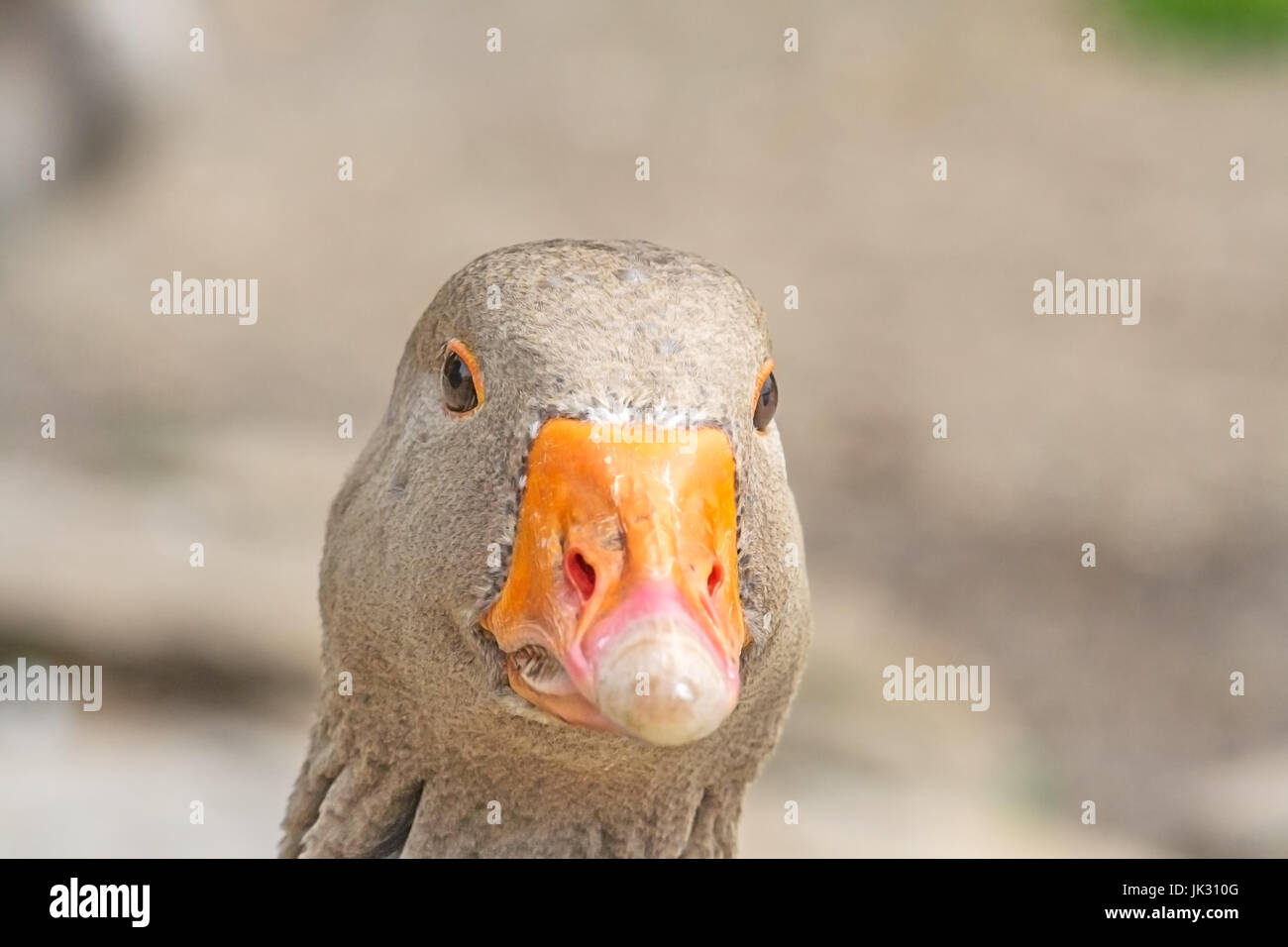 Goose eyes hi-res stock photography and images - Alamy