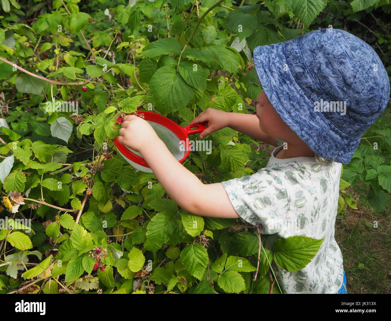 Preschool boy in sun hat carefully picking raspberries. Great ...