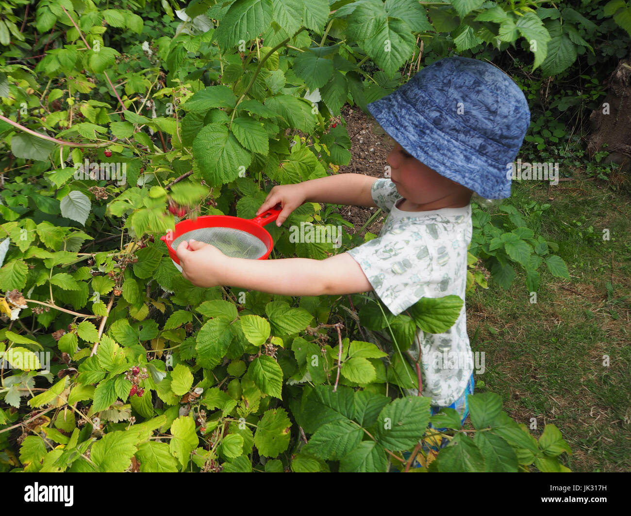 Preschool boy in sun hat carefully picking raspberries. Great ...
