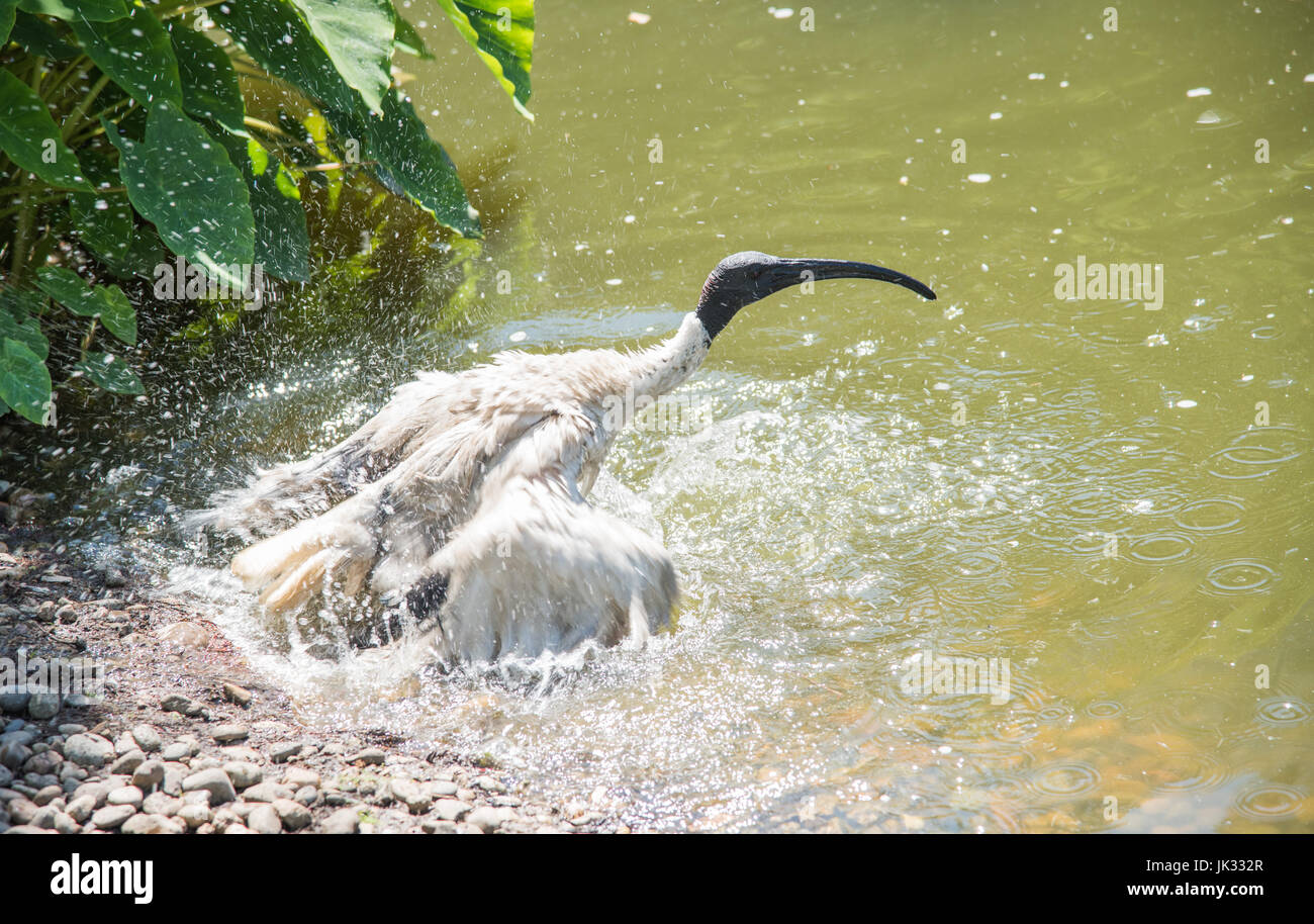 Shallow pond with garden bird hi-res stock photography and images - Alamy