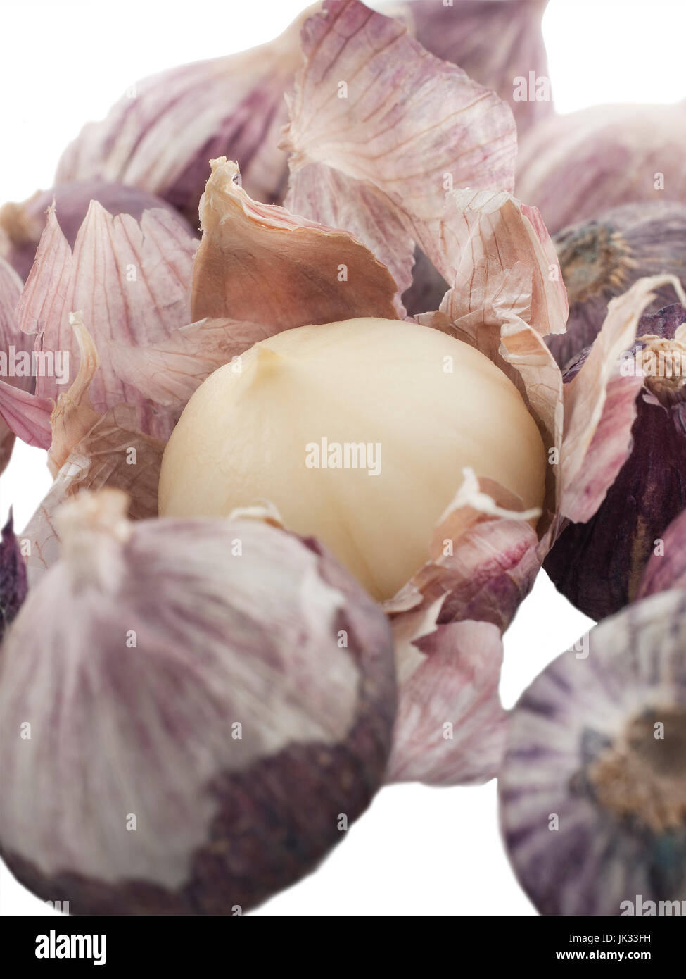 still life fine art of Single Bulb form of Elephant Garlic on wooden ...