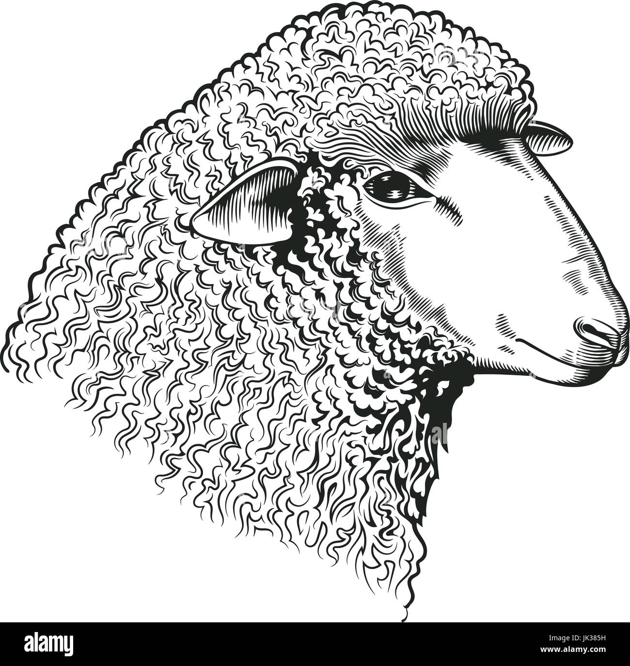 Head of sheep drawn in etching style. Farmed ruminant animal isolated ...