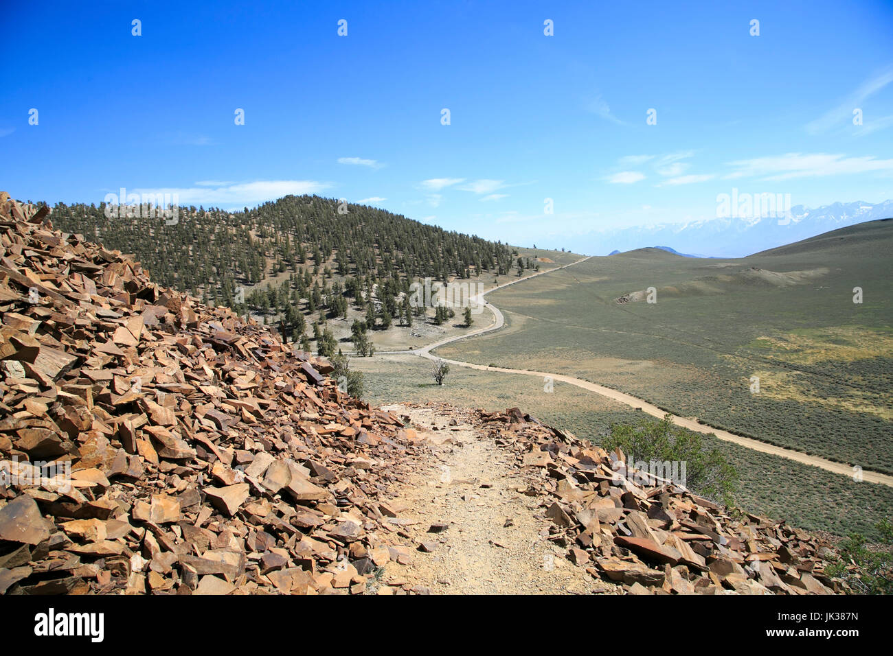 View of White Mountains From Ancient Bristlecone Pine Tree, California ...