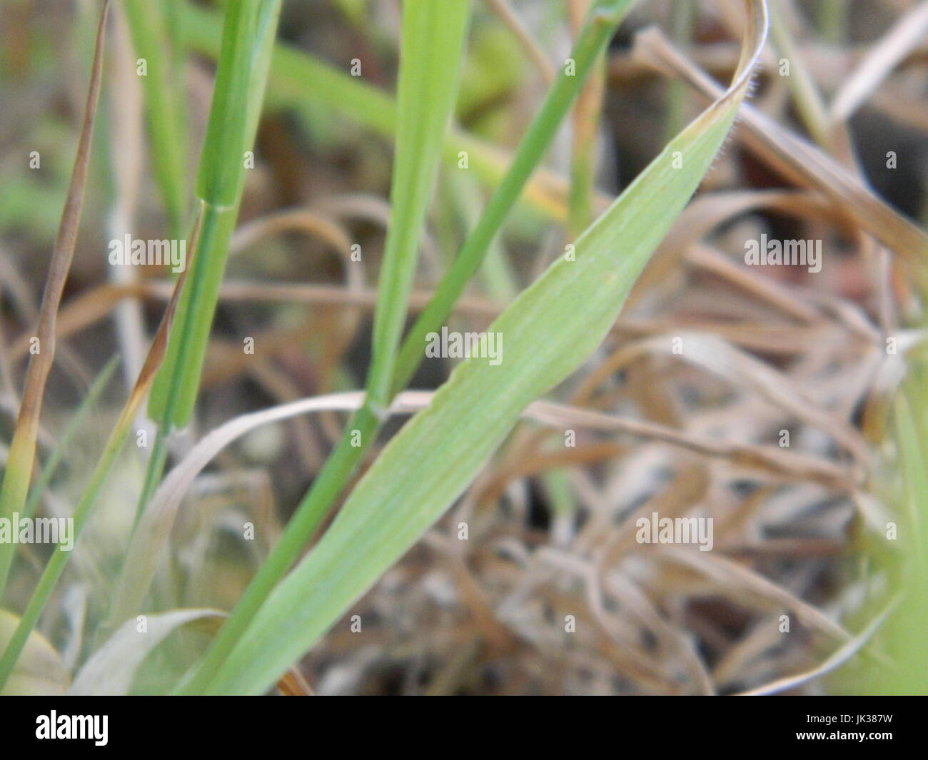 Close up photo of grass taken at a low angle Stock Photo - Alamy