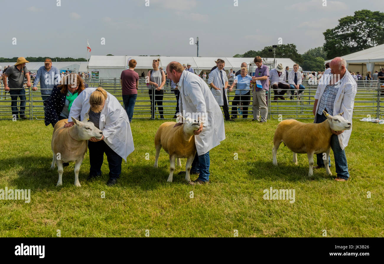 Judges with sheep at Royal Cheshire Show Cheshire showground Tabley ...