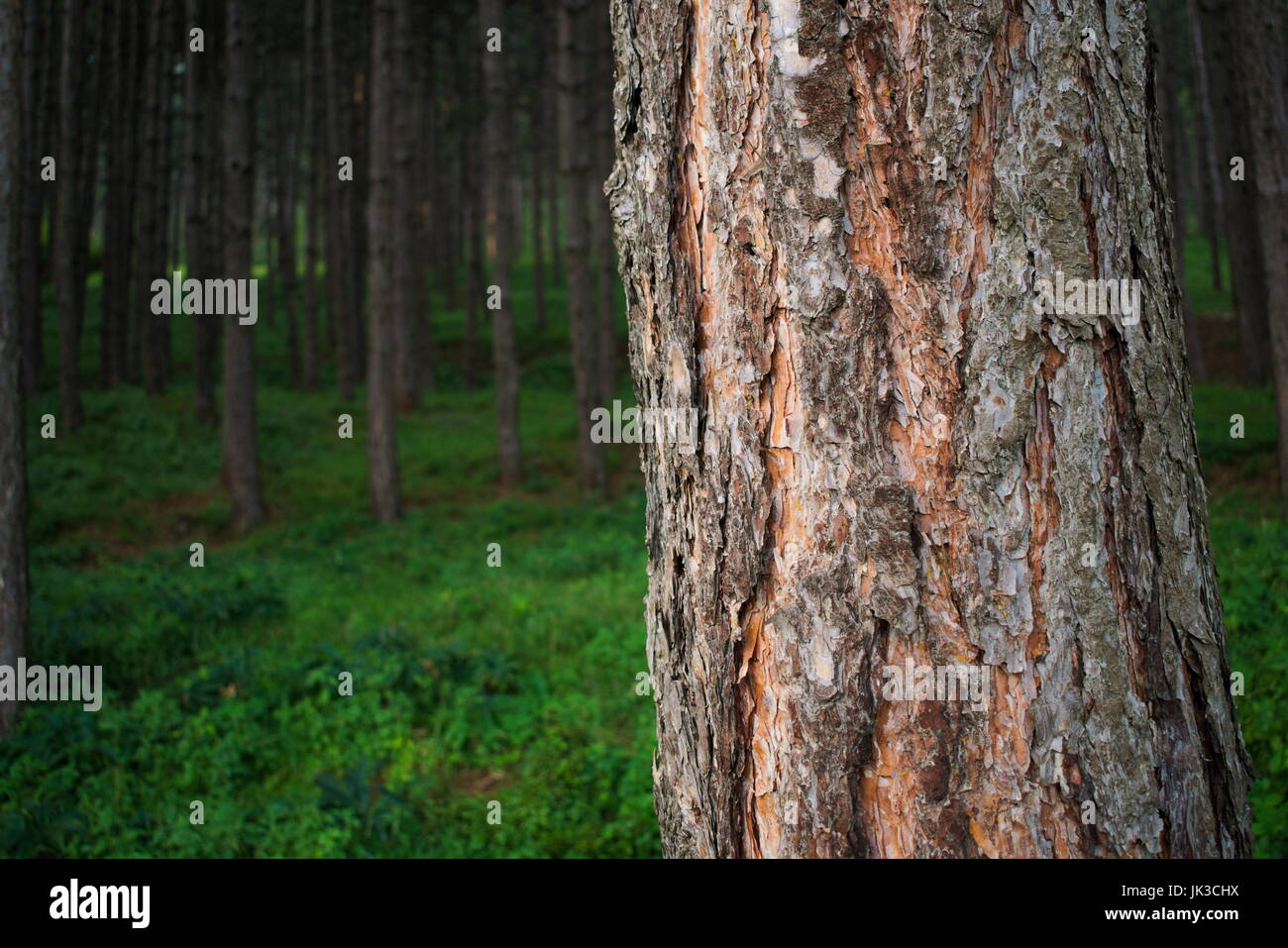 A pine tree close up in a pine forest Stock Photo - Alamy