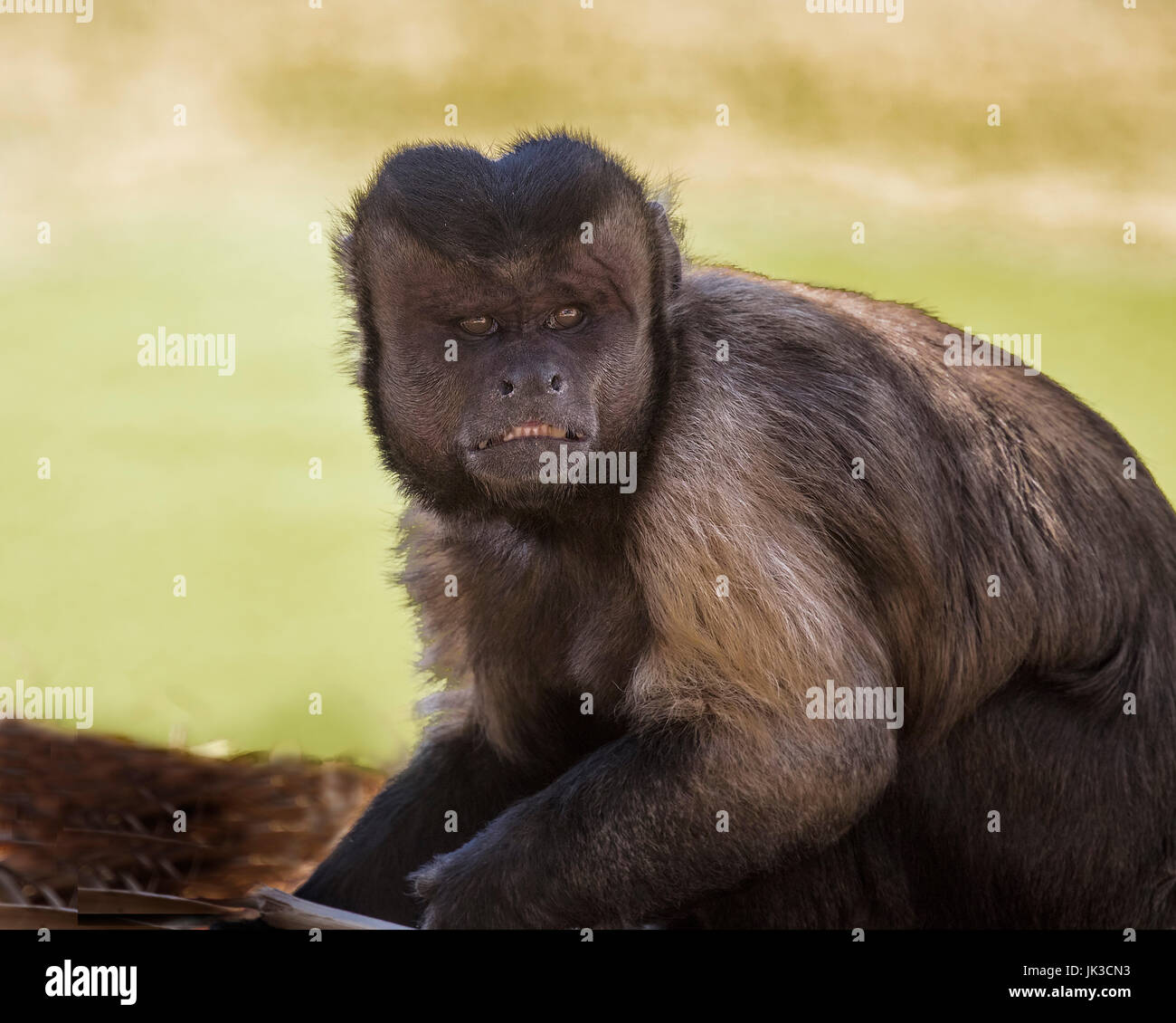 Baby brown capuchin monkey hi-res stock photography and images - Alamy