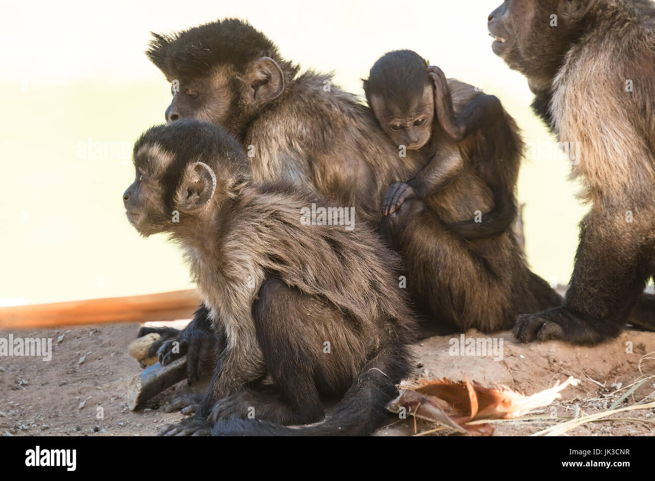 Black Tufted Capuchin Family Stock Photo - Alamy