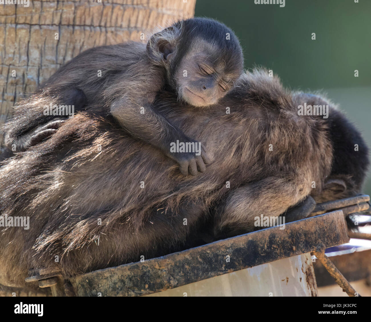 Black Tufted Capuchin Family Stock Photo - Alamy