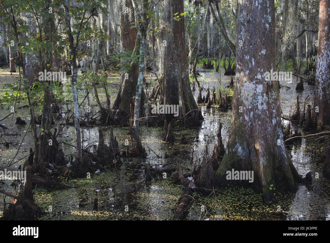 USA, Louisiana, Jean Lafitte National Historic Park and Preserve, swamp ...
