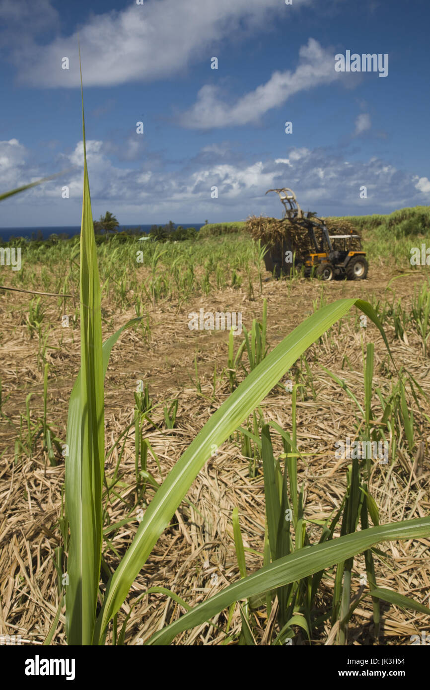 France, Reunion Island, South Reunion, St-Philippe, sugar cane field ...