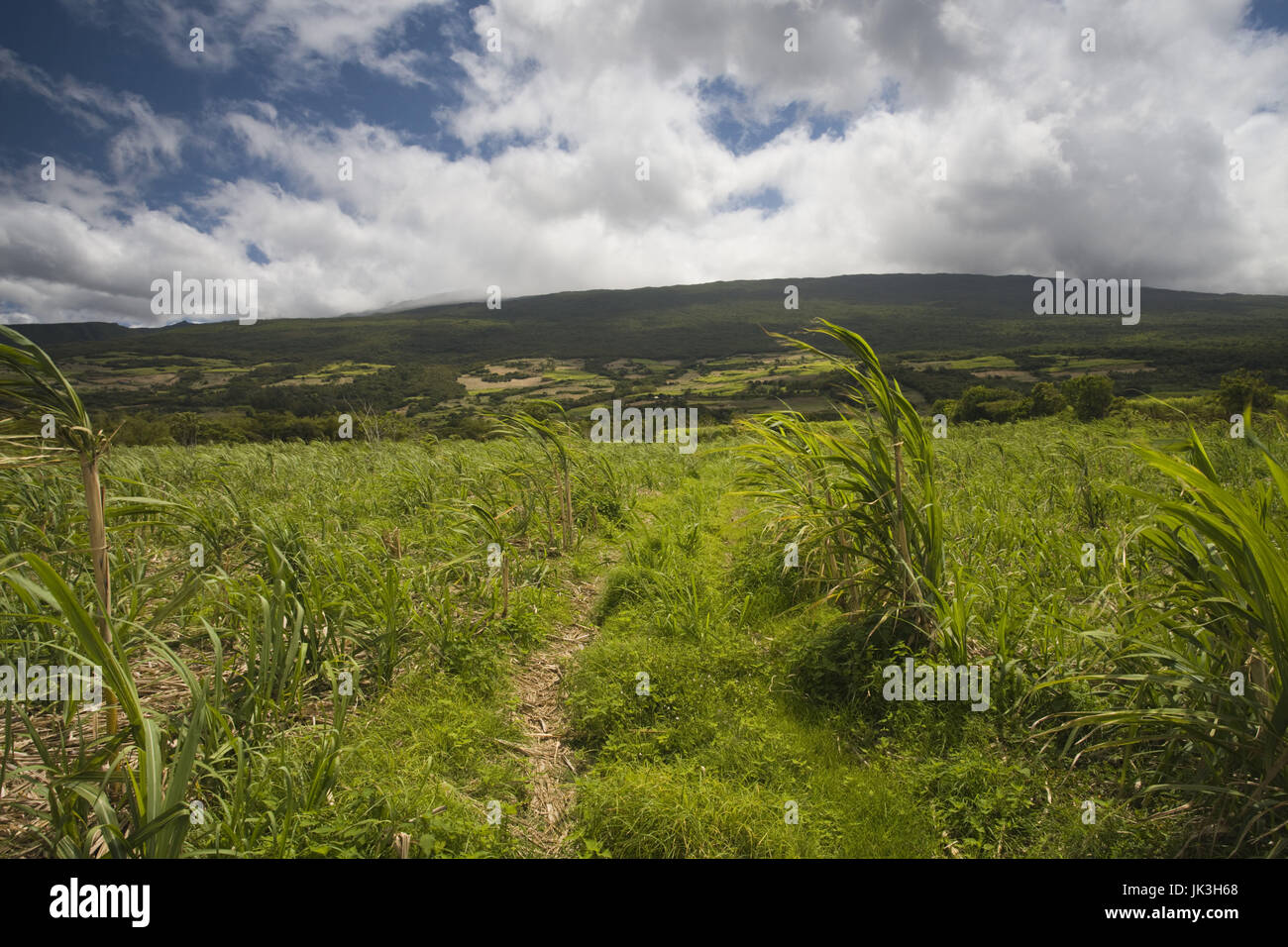 France, Reunion Island, South Reunion, St-Philippe, sugar cane field ...