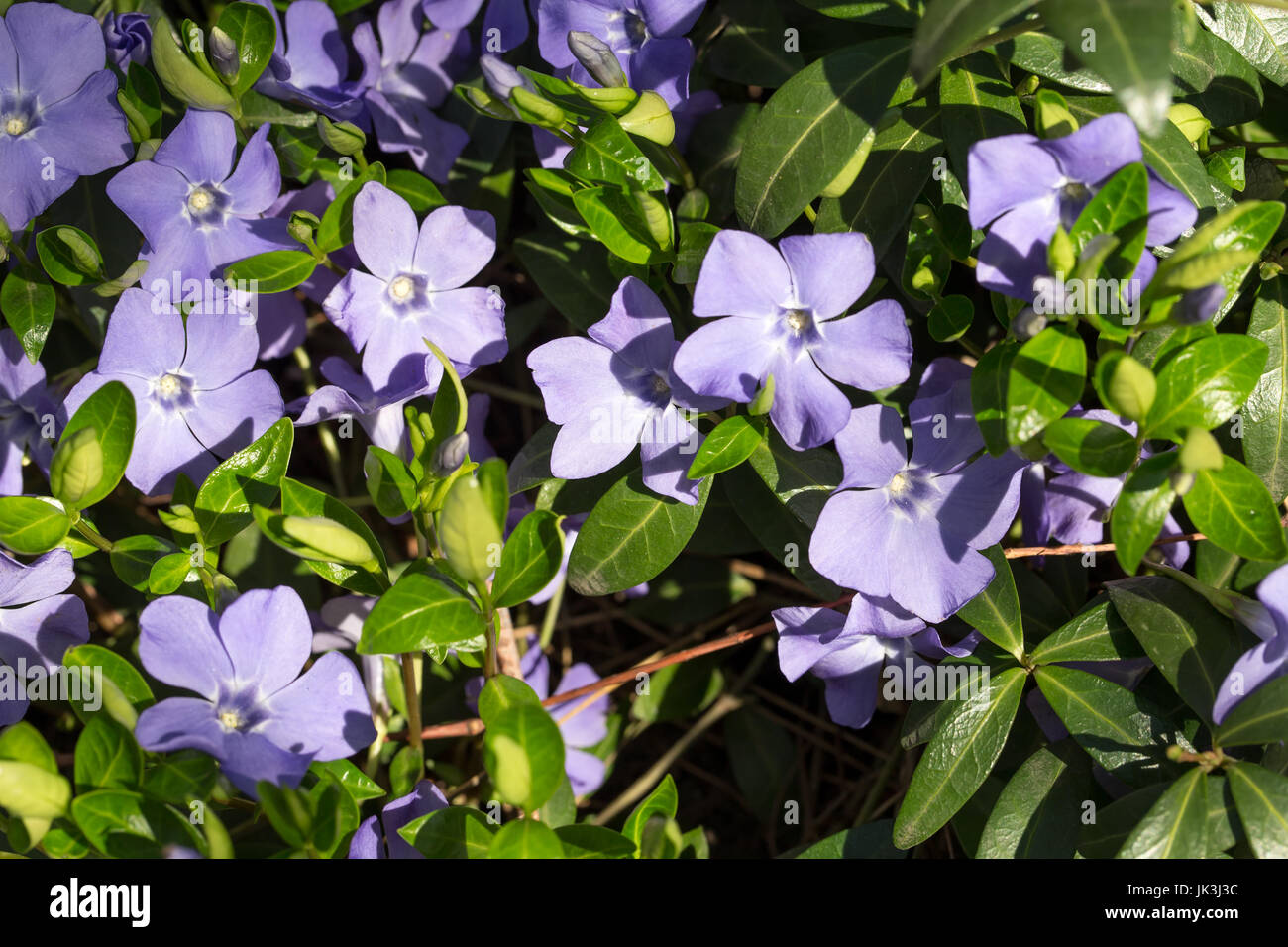 Tiny purple spring flowers Stock Photo - Alamy