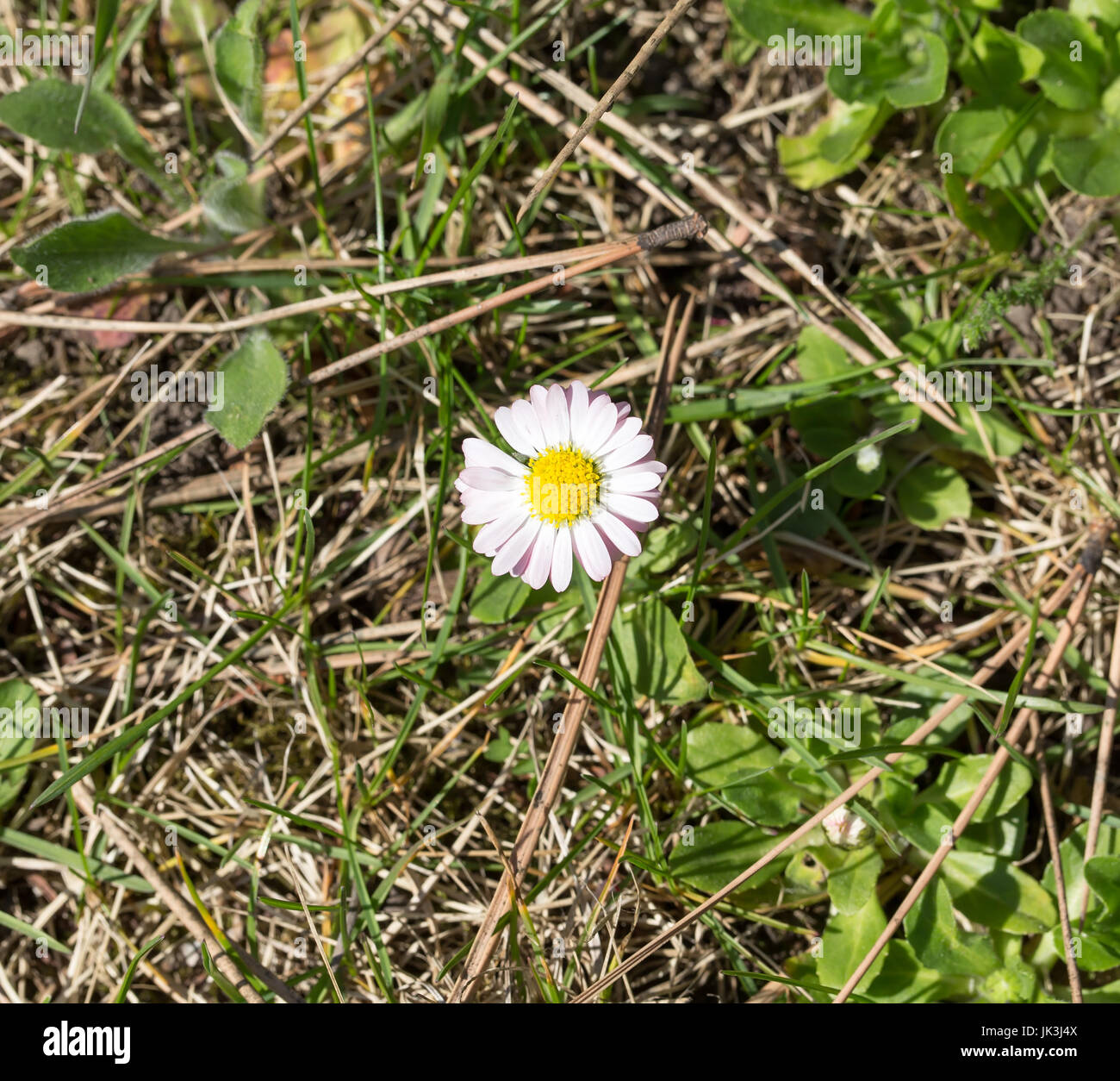 Little pink spring flower with yellow core Stock Photo - Alamy