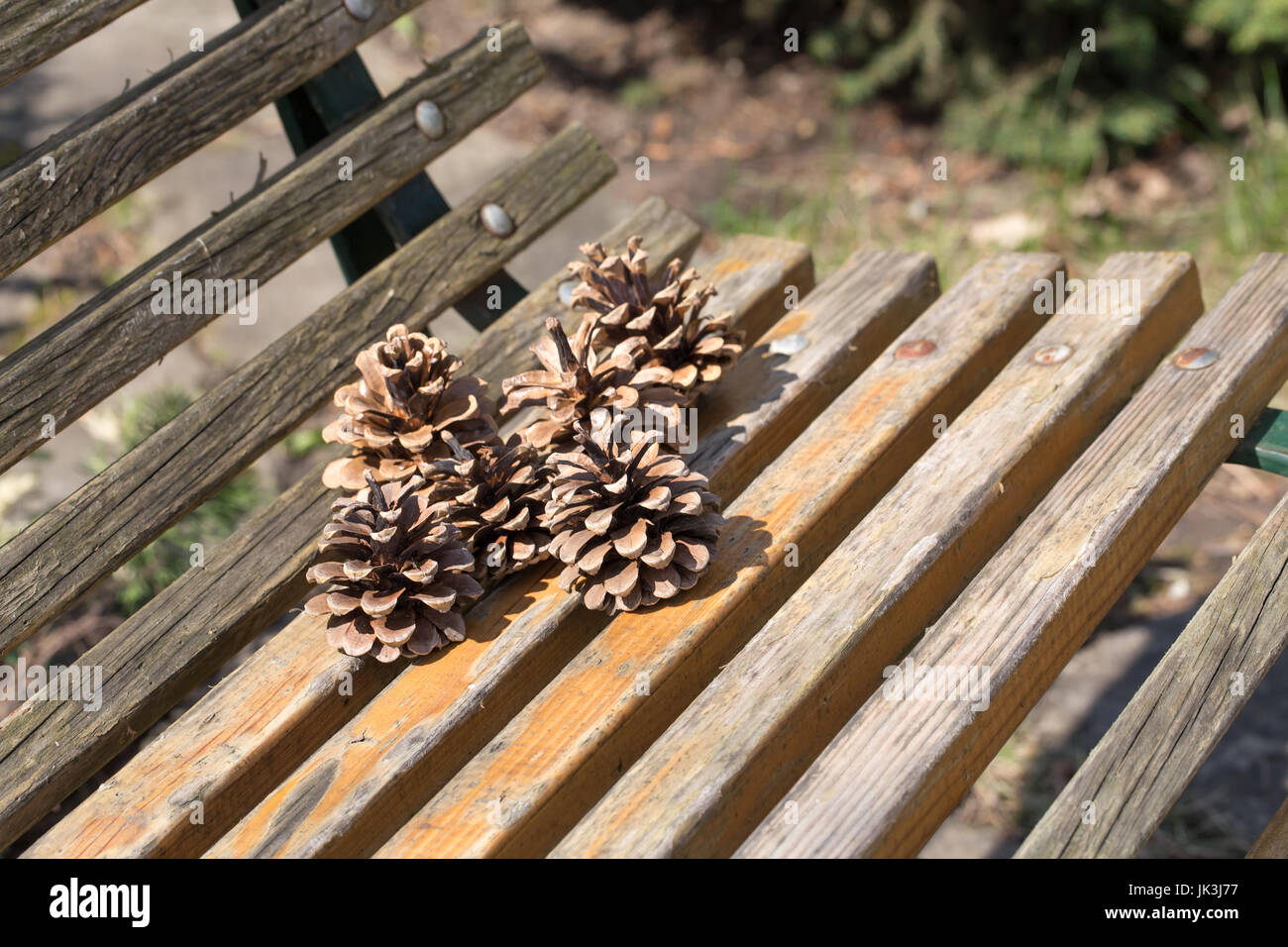 Dry fir cones on a wooden bench Stock Photo - Alamy