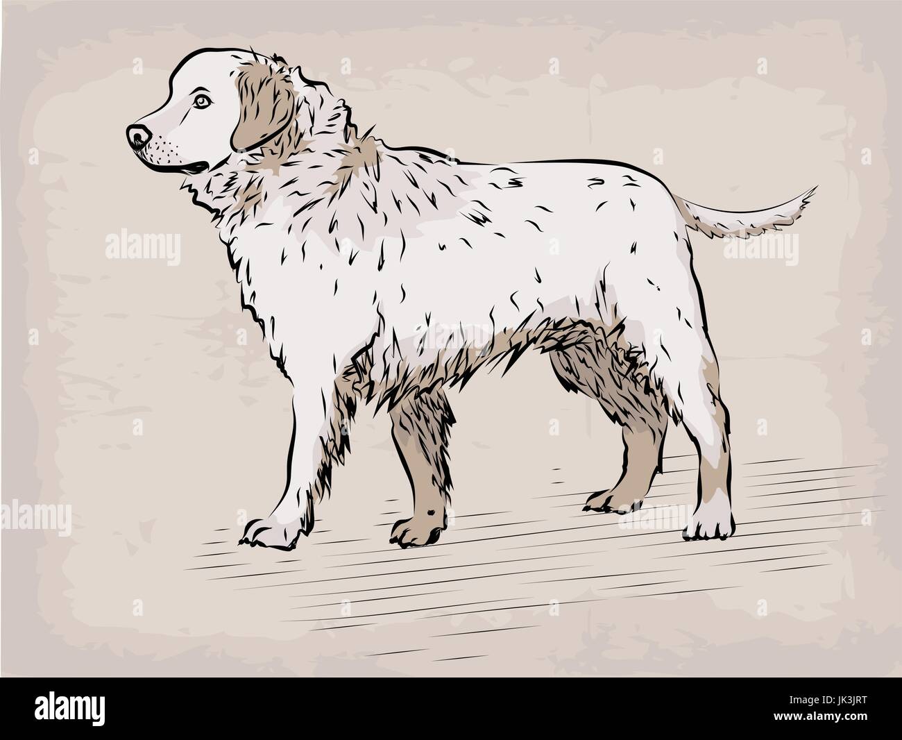 Labrador retriever black line Stock Vector Images - Alamy