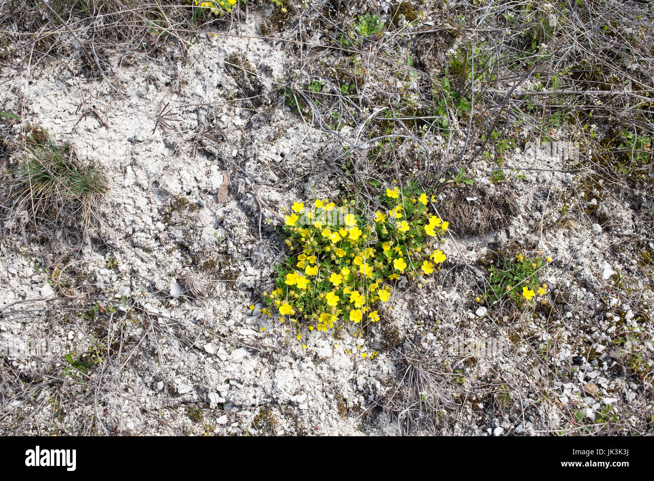 Limestone soil hi-res stock photography and images - Alamy