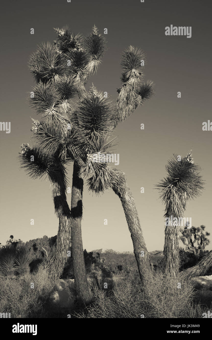 USA, California, Joshua Tree National Park, Joshua Tree, yucca ...
