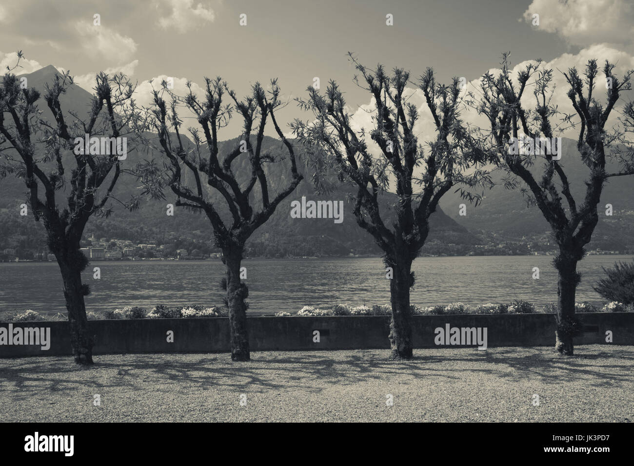 Italy, Lombardy, Lakes Region, Lake Como, Bellagio, lakefront trees ...