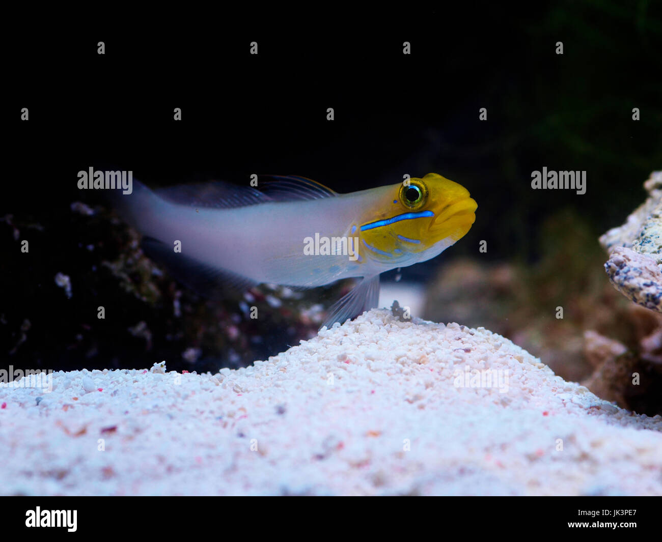 Close up macro landscape shot of a blue cheek goby marine fish in a ...