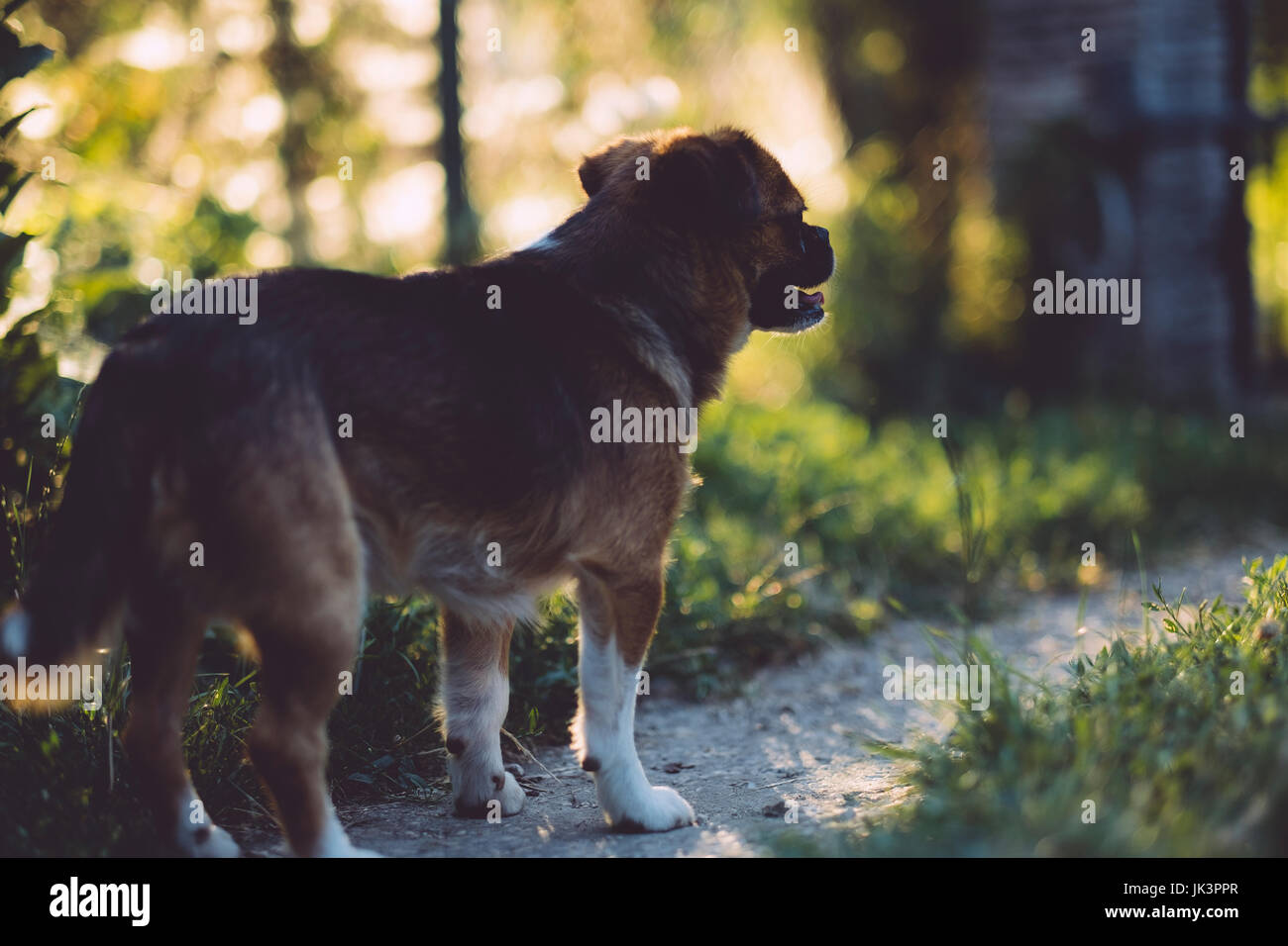Strong dog hi-res stock photography and images - Alamy