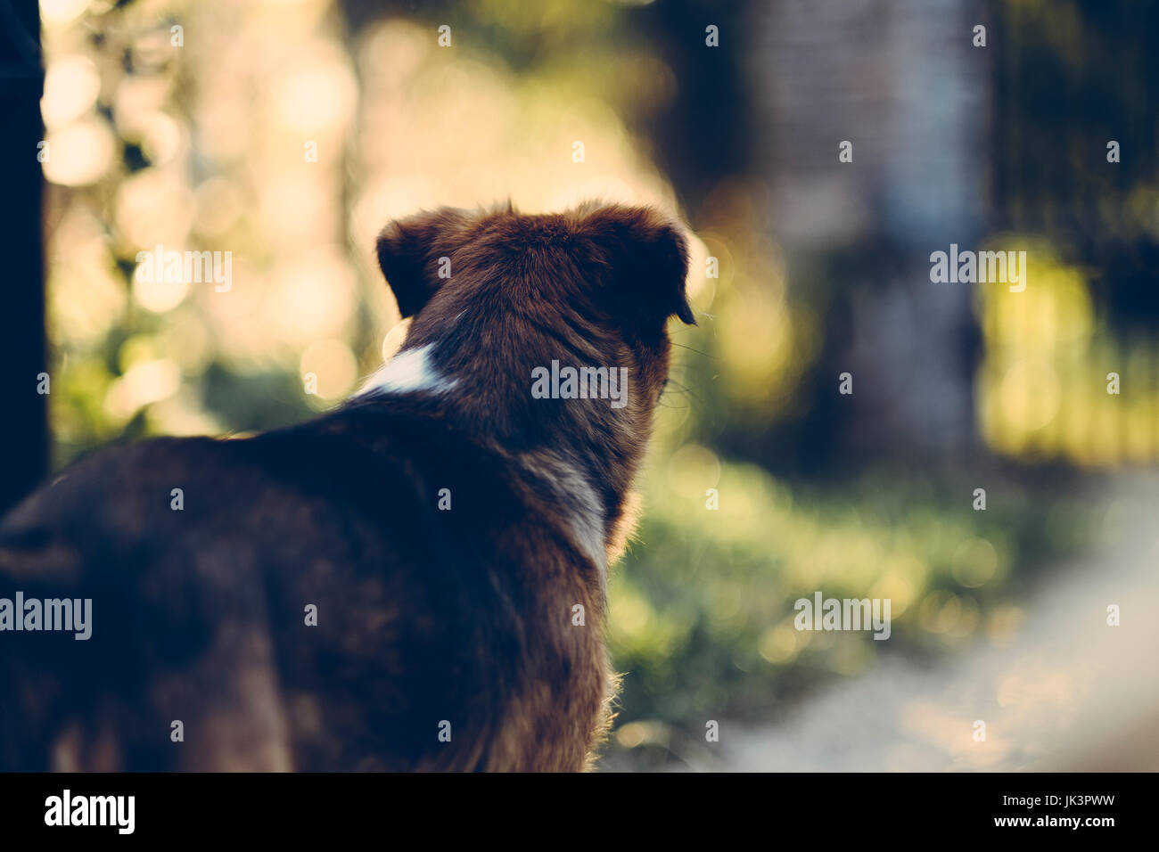 Strong dog hi-res stock photography and images - Alamy