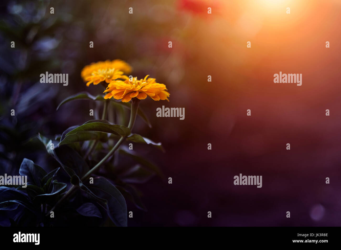 Garden summer flowers in sunset Stock Photo - Alamy