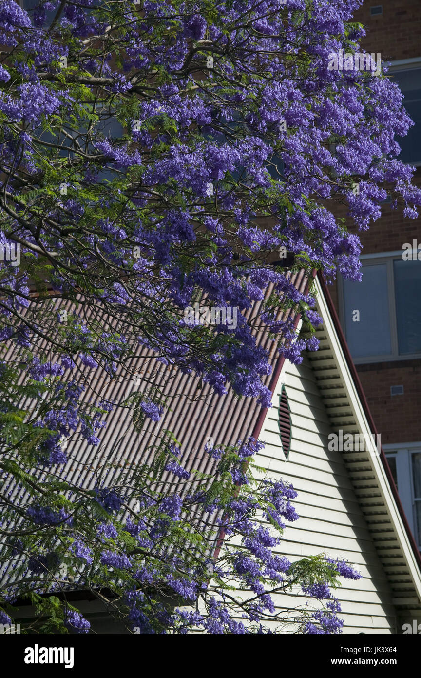 Australia, Queensland, Brisbane, Kangaroo Point, Jacaranda Flowers ...