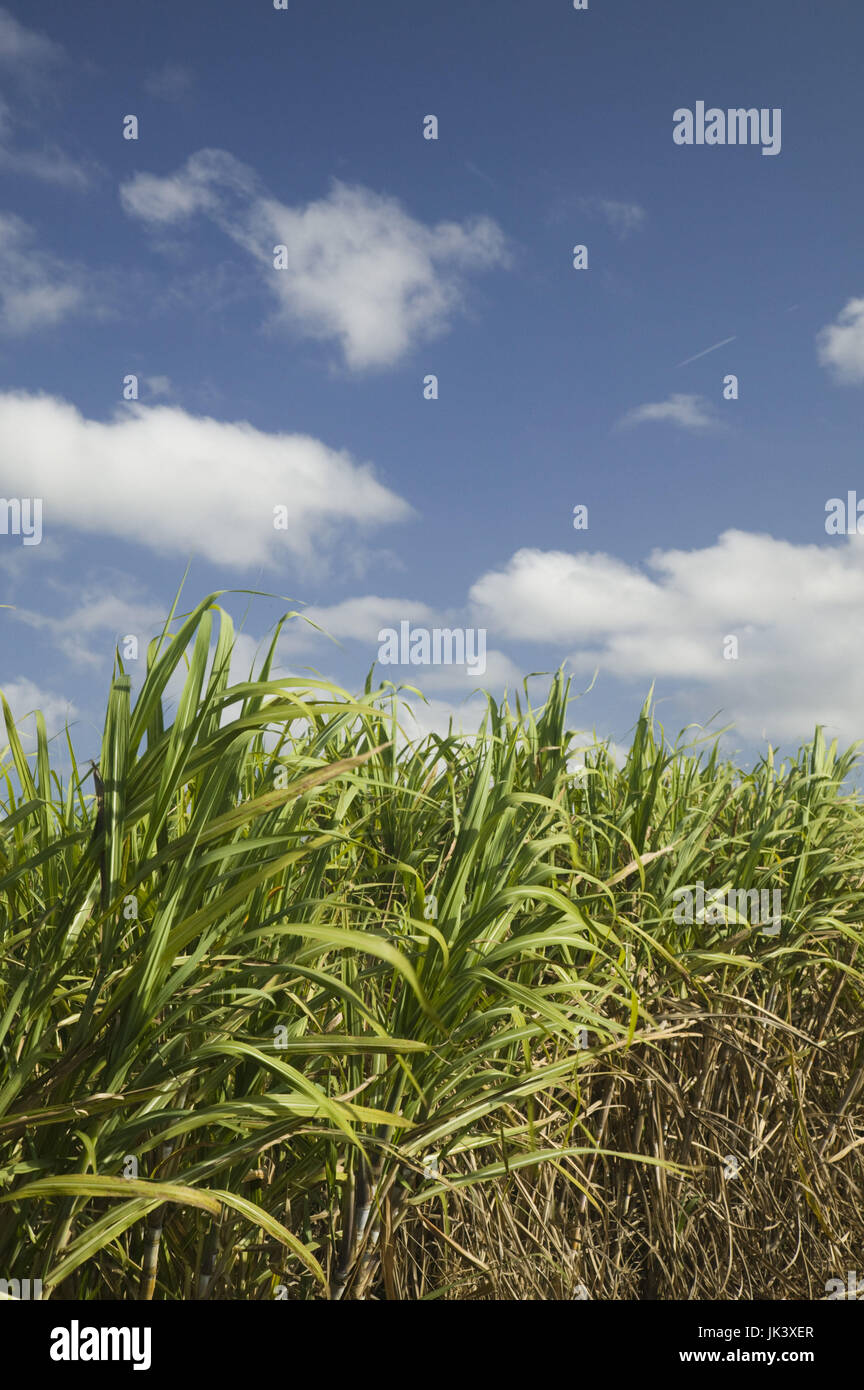 Australia, Queensland, Fraser Coast, Childers, Sugar Cane Field Stock ...