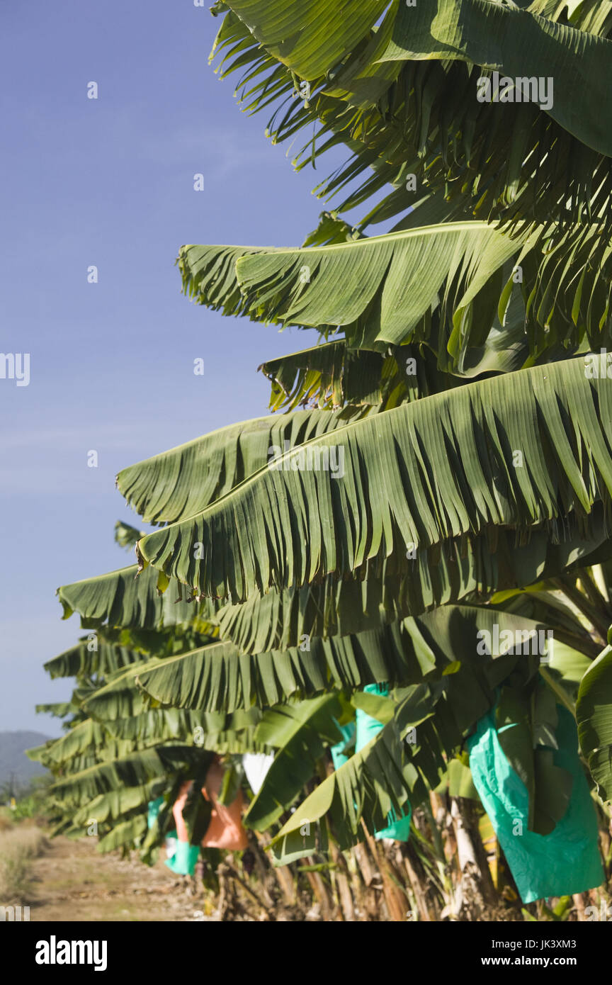 Australia, Queensland, North Coast, Babinda, Banana Plantation Stock ...