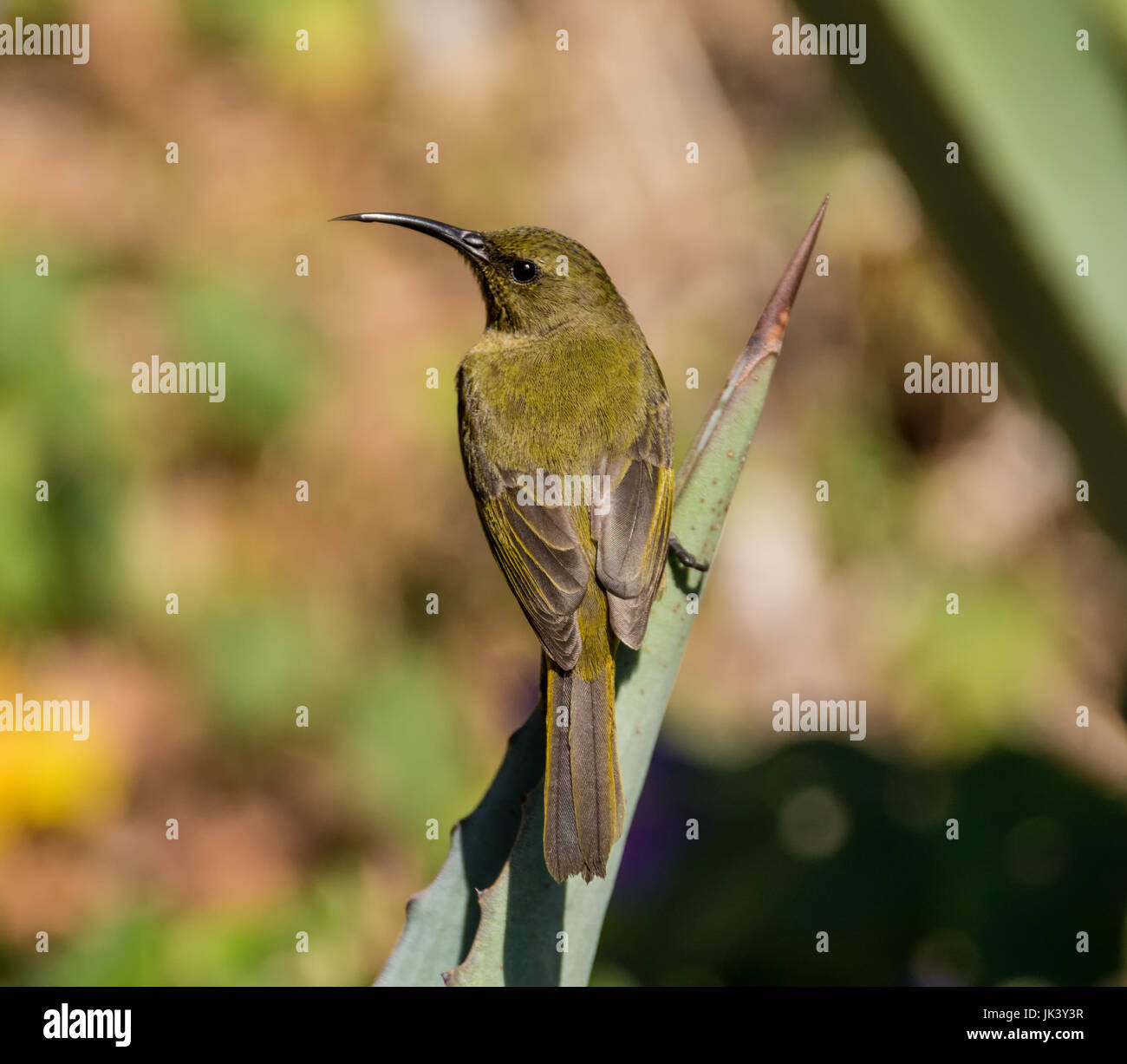 A female Sunbird perched on an aloe bush in Southern Africa Stock Photo ...