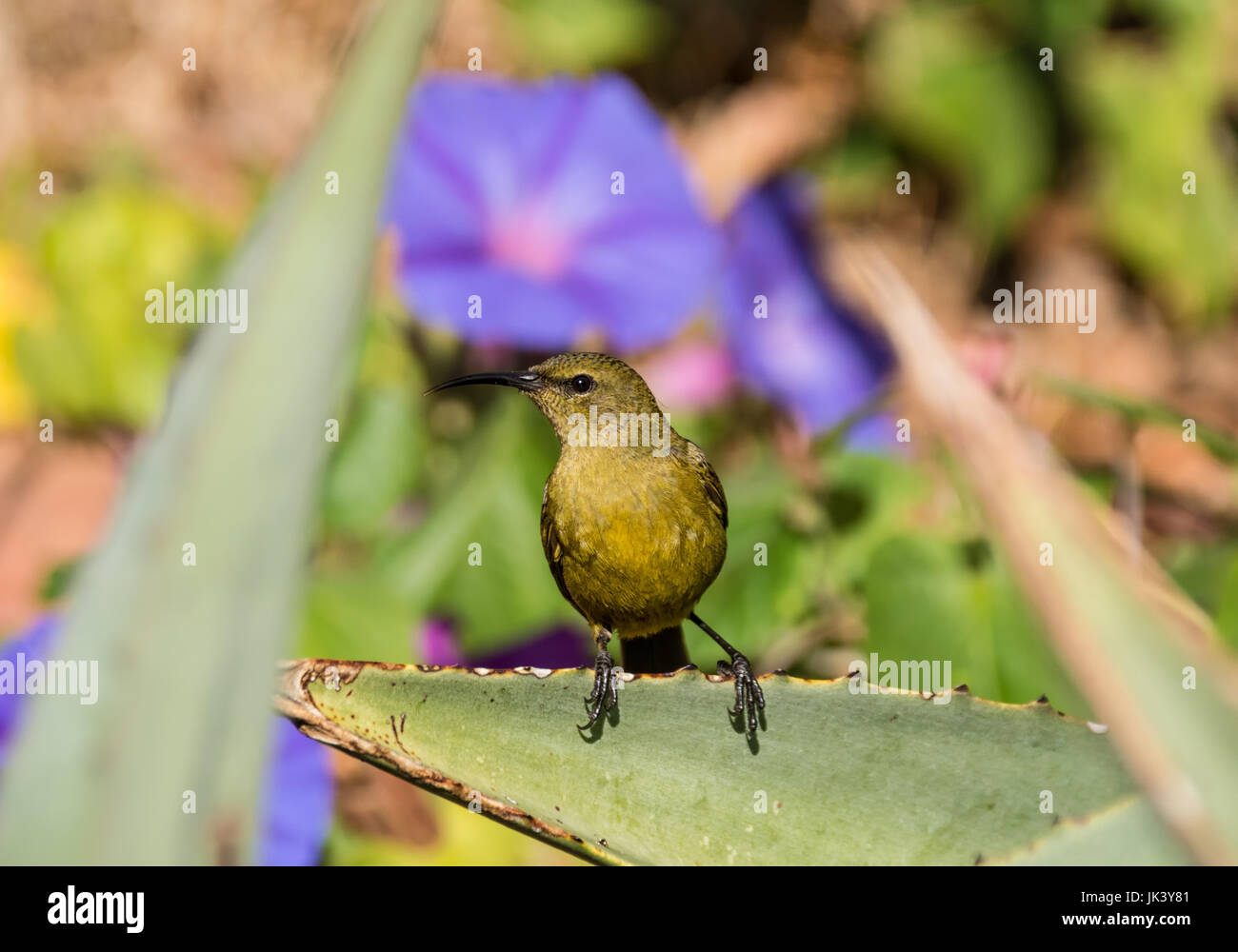 A female Sunbird perched on an aloe bush in Southern Africa Stock Photo ...