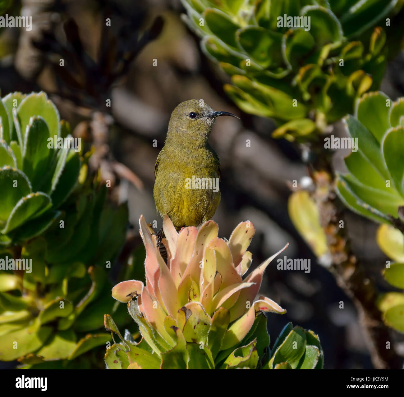 A female Sunbird perched in a Protea bush in Southern Africa Stock ...