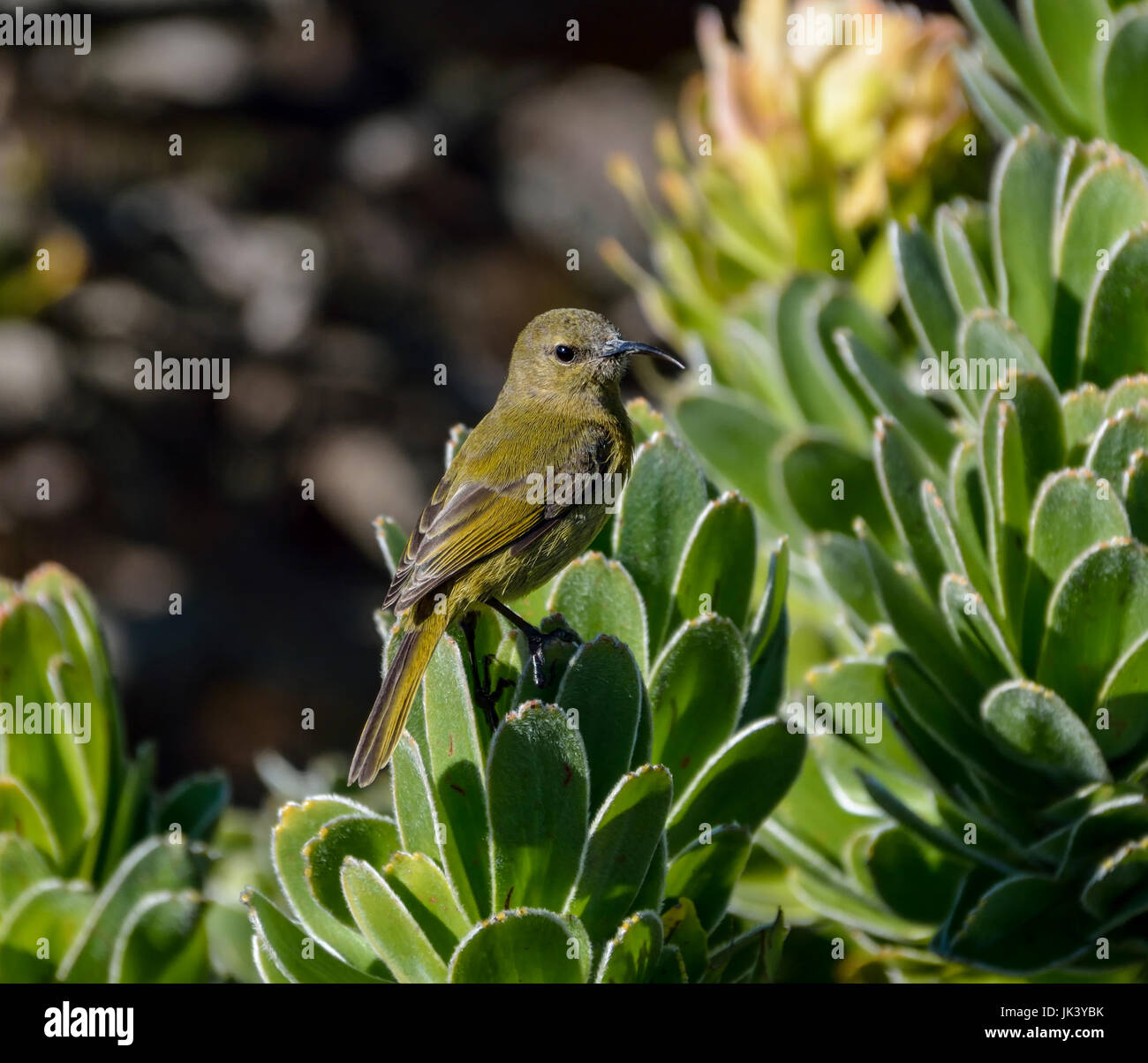 Protea closeup with bird hi-res stock photography and images - Alamy