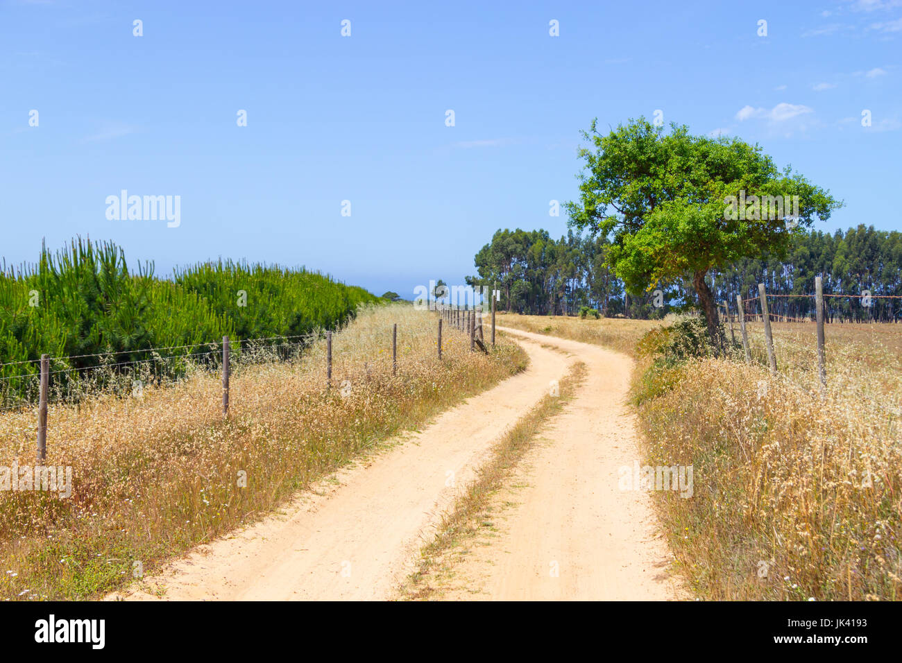 Pines and Cork tree in Porto Covo, Alentejo, Portugal Stock Photo - Alamy