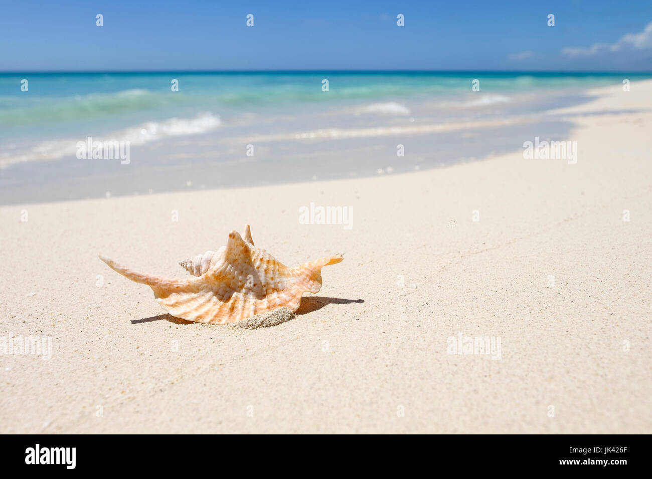 Seashell on ocean beach Stock Photo - Alamy