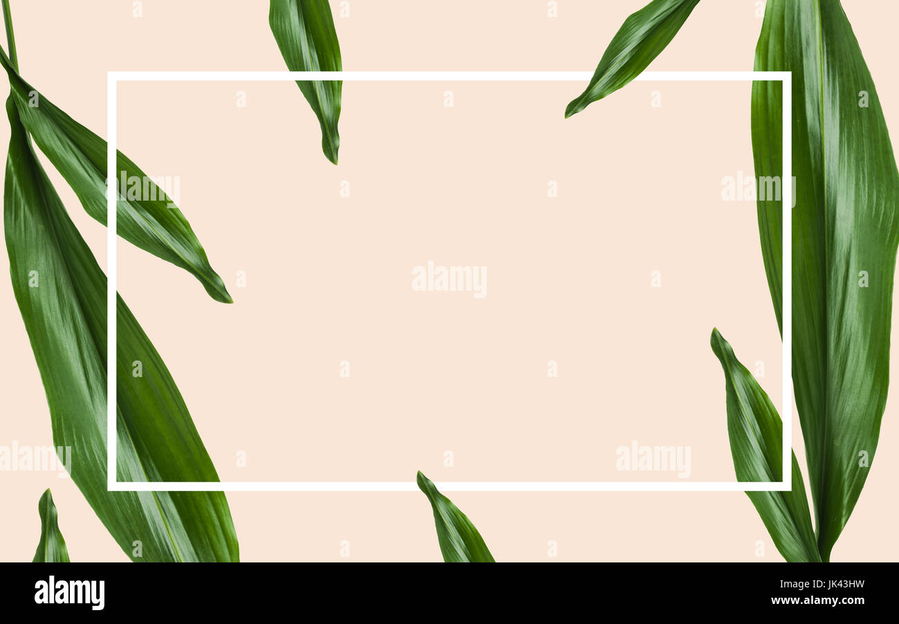 green leaves with rectangular frame over beige Stock Photo - Alamy