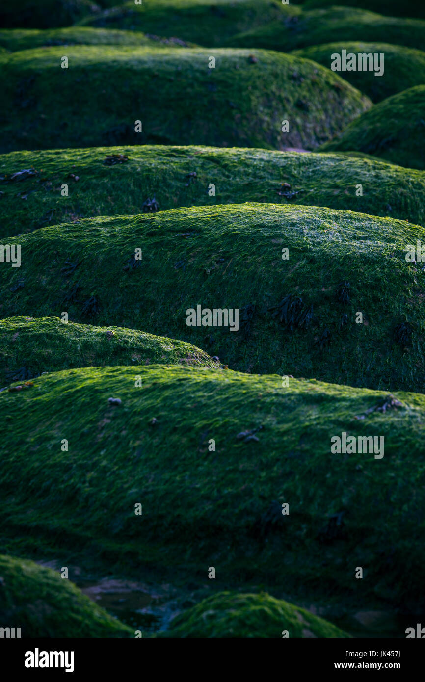 Hunstanton Beach - Green Rocks Stock Photo - Alamy