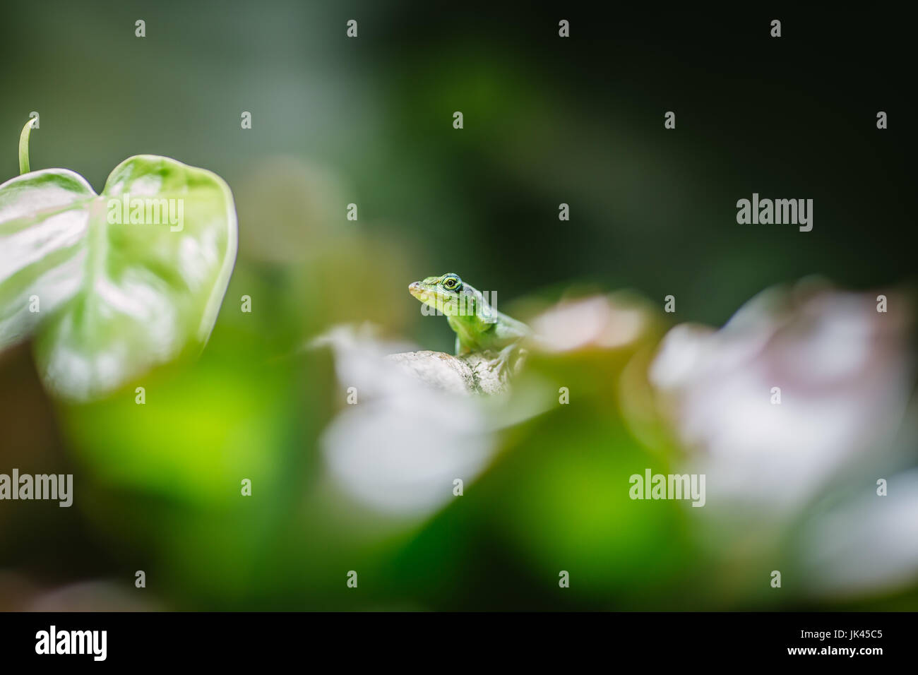 Geico lizard hi-res stock photography and images - Alamy