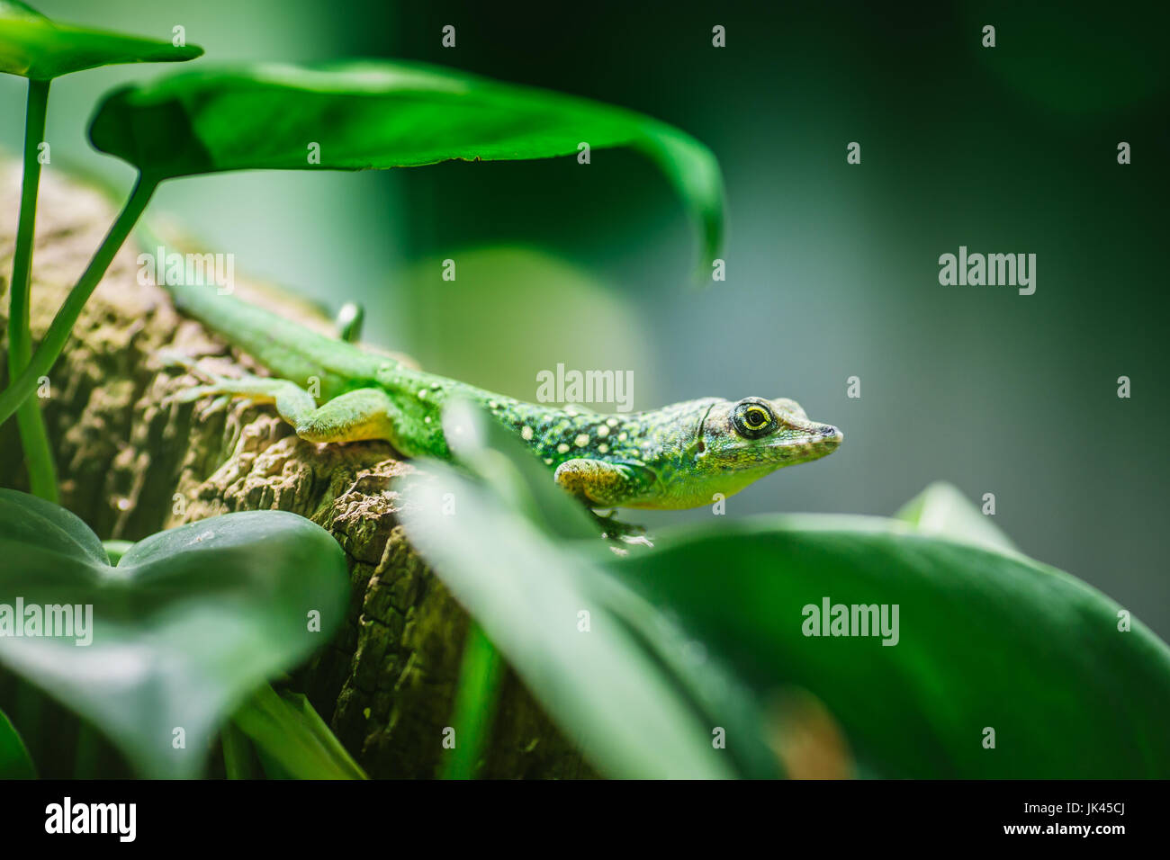 Geico gecko hi-res stock photography and images - Alamy
