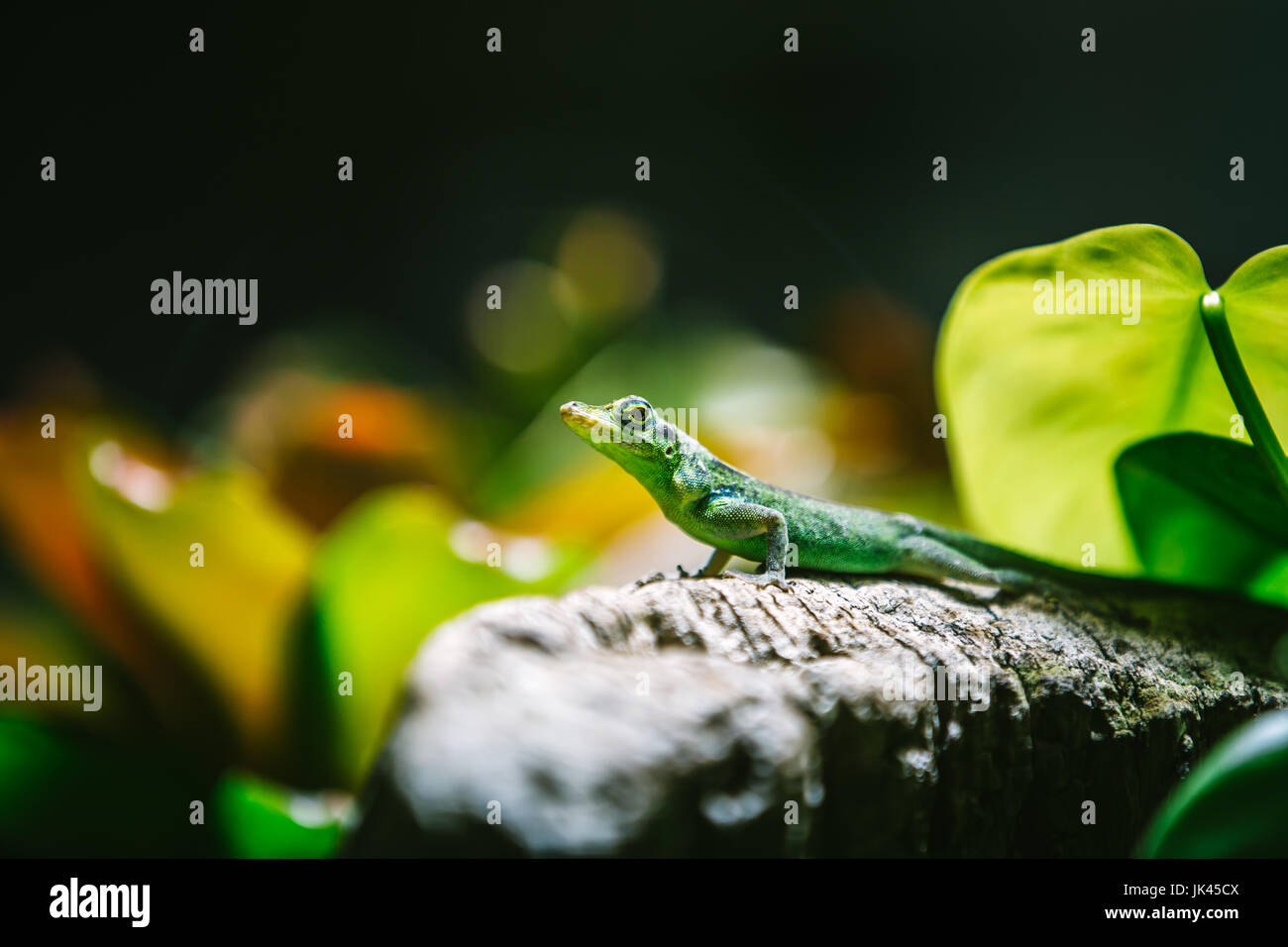 Geico lizard hi-res stock photography and images - Alamy
