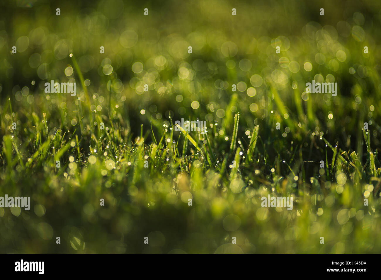 Abstract natural backgrounds grass Stock Photo - Alamy