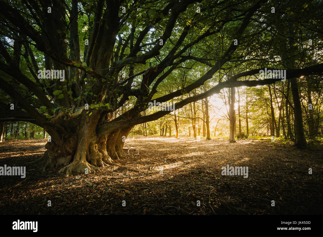 Autumn forest inspirational landscape. Fall scenery with yellow warm ...