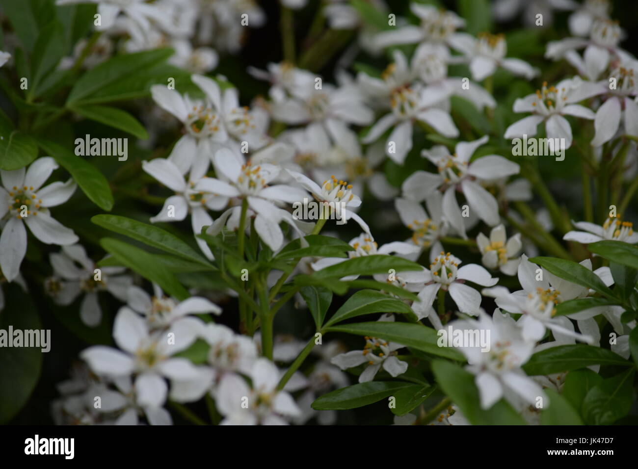 White flowered bush, backgrounds Stock Photo - Alamy