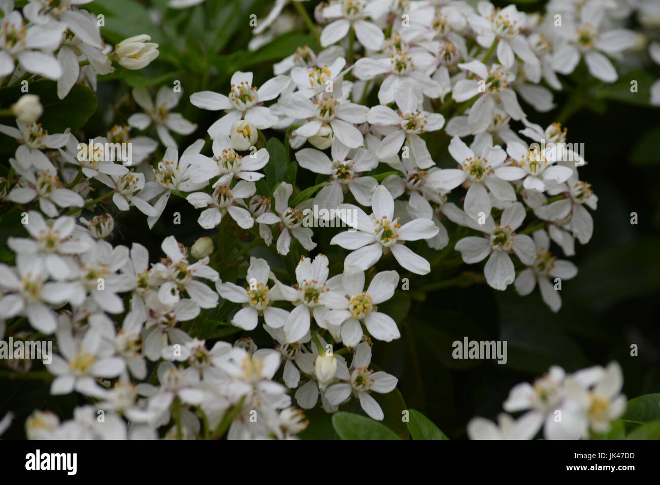 White flowered bush, backgrounds Stock Photo - Alamy