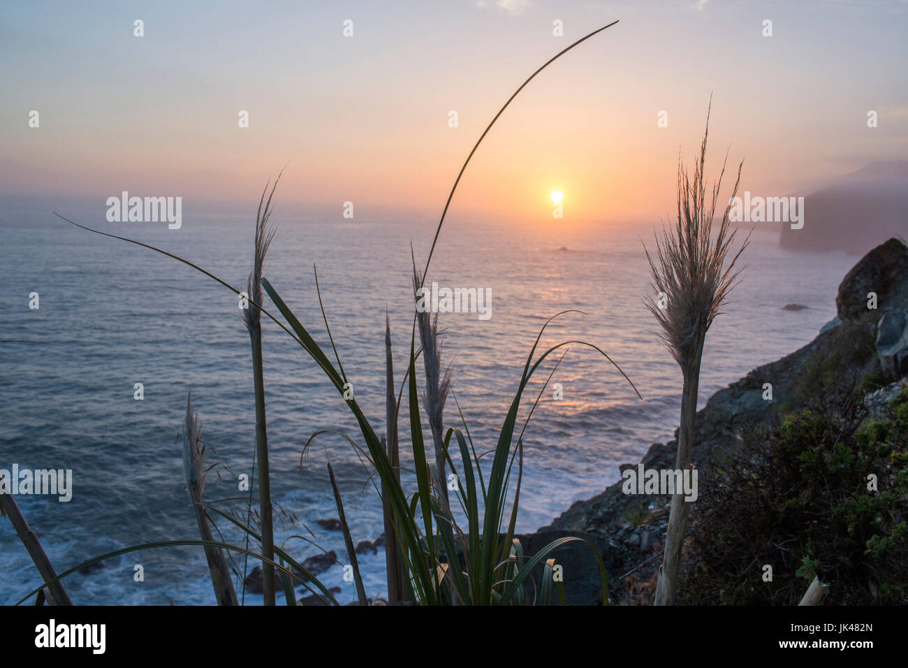 Closeup sea grass hi-res stock photography and images - Alamy