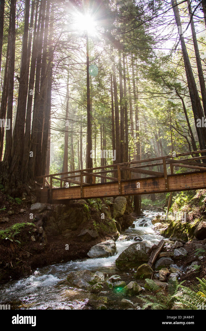 Sunbeams on bridge over forest stream Stock Photo - Alamy